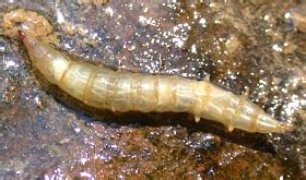 Horse Fly Larvae