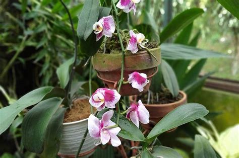 Media Tanam Ini Bisa Membuat Anggrek Tumbuh Subur Salah Satunya