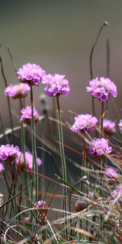 Завантажити шпалери на робочий стіл ПК Трава Закри Квіти Крупний План Клевер Рослина