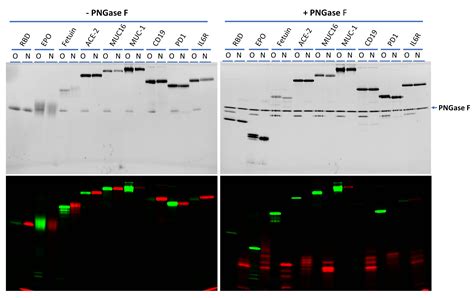 N Glycan Labeling And Detection Kit EA007 Novus Biologicals