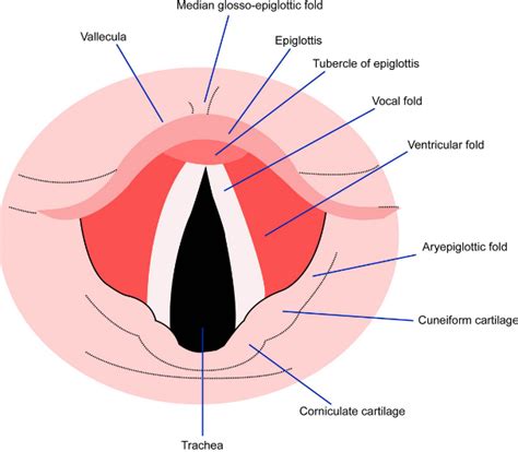 Vocal Fold Anatomy Pharynx And Larynx Anatomical Chart Amazonnl