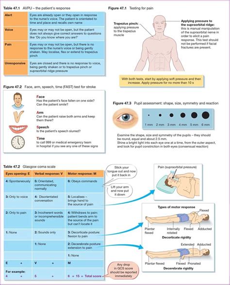 Fundamentals Neuro Assessment Diagram Quizlet