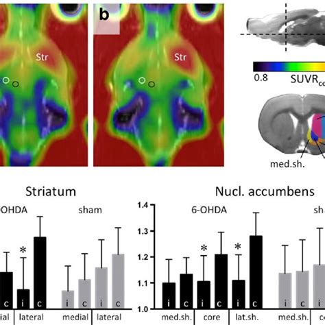 OCT Scanning Modes A A Line B B Scan C Volumetric OCT The OCT Download Scientific