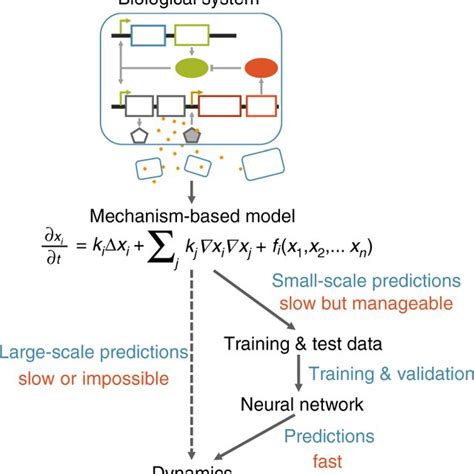 Using An Artificial Neural Network To Emulate A Mechanism Based Model Download Scientific