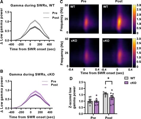 Experience Dependent Increase Swr Associated Low Gamma Power Is