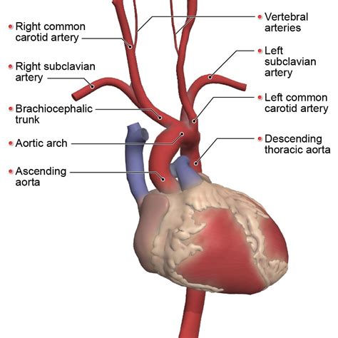 The Arch Of The Aorta Has How Many Branches