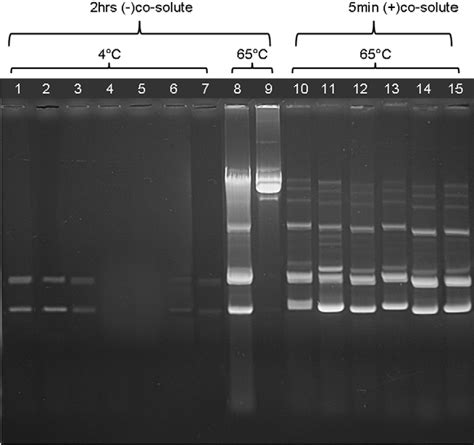 Figure From A One Step Miniprep For The Isolation Of Plasmid DNA And Lambda Phage Particles