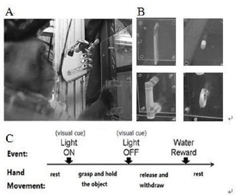Figure 1 From Decoding Grasp Types With High Frequency Of Local Field Potentials From Primate