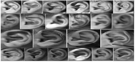 Sample Dataset Of Human Ear Images Download Scientific Diagram