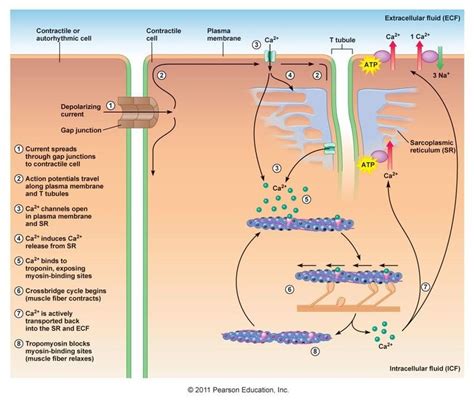 Cardiac Muscle Contraction Diagram