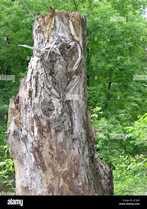 Tree With A Naturally Formed Heart Shape Stock Photo Alamy