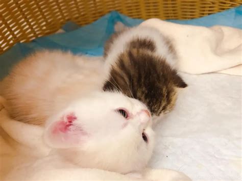 卧槽！字节跳动《算法中文手册》火了，完整版 Pdf 开放下载！字节跳动目标管理法 电子书 Csdn博客