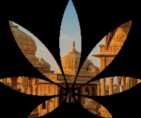 South Indian Sativa Cannabis Strain Sorteninfo