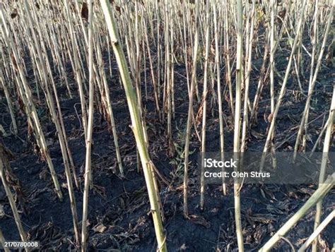 가뭄 동안 건조한 토양을 배경으로 들판에 있는 해바라기 지팡이 농업과 해바라기 재배에 관한 주제 농업 배경과 식물과의 질감 0명에 대한 스톡 사진 및 기타 이미지 Istock