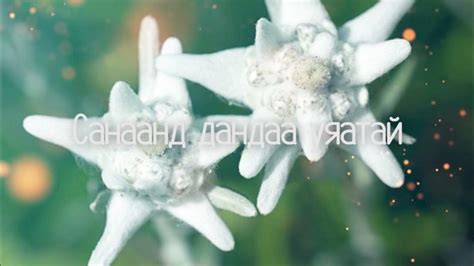 Д Оюунтүлхүүр Цагаан Уул Цэцэг Lyrics Youtube