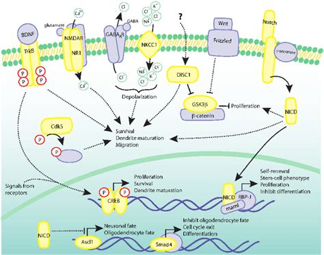 Potential Convergence Of Cell Intrinsic Signaling Pathways For The Download Scientific Diagram