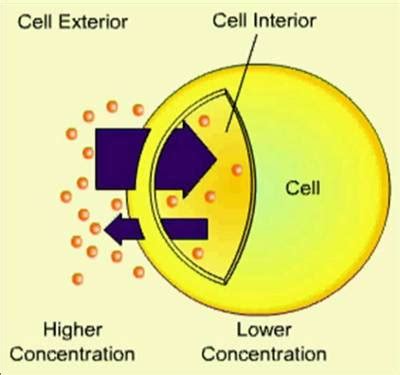 Diffusion Biology Notes For IGCSE