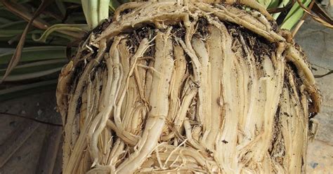 How To Plant Root Bound Plants Container Gardening Organic Gardening