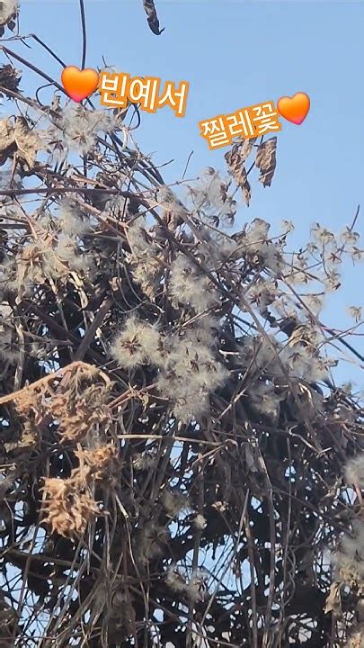 🧡 빈예서 찔래꽃 🧡 꺽기요정예서 예서공주님 트로트 감성천재빈예서 에레지공주 예서 꺽기요정빈예서 미스트롯3 빈예서 신동가수예서 Youtube