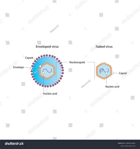 Diagram Virus Structure Naked Enveloped Virus Stock Vector Royalty Free Shutterstock