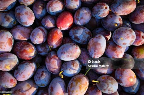잘 익은 자두 신선한 자두를 클로즈업하고 최고 전망 매크로 사진 음식 과일 자두 신선한 푸른 자두의 질감 배경 이미지 과일 제품