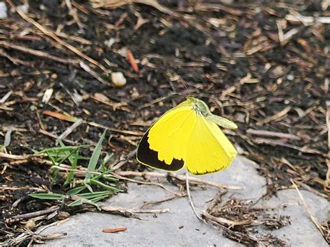 キタキチョウ 他 風任せ自由人