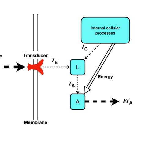 The Physical Process Of Signal Transduction Dashed Arrows Represent Download Scientific