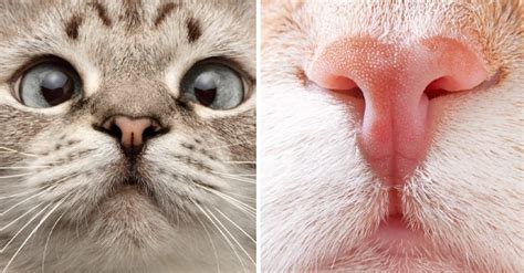 고양이 코 색깔 변하기도 한다고 비마이펫 라이프