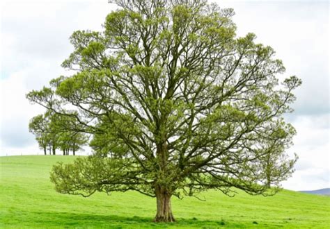 Walnussblätter Wirkung Und Anwendung Als Tee Phytodoc