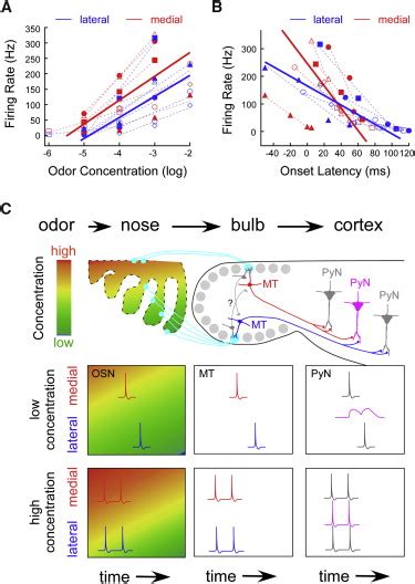 Correlation Of The Firing Rates With Temporal Spatial Information In