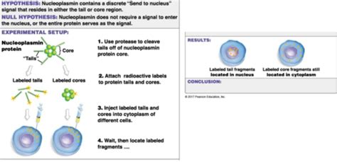 Biology Unit 2 Exam Flashcards Quizlet