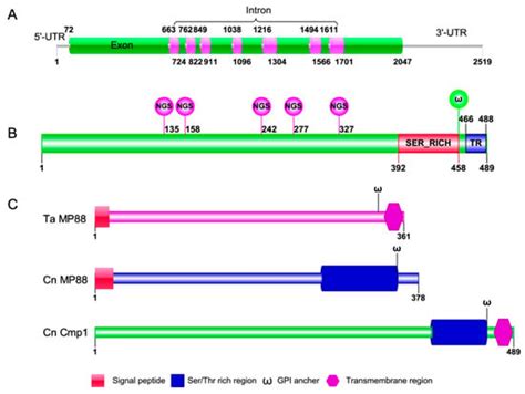 Pathogens Special Issue Pathogenesis Of Cryptococcus Neoformans