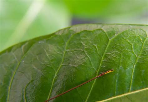 Therm Micro For Leaf Temperature Measurement Ict International