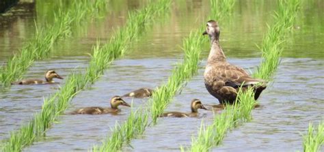 カルガモ親子 浅瀬で食事に夢中 みどりの鳥 横浜市北部緑区周辺の野鳥紹介