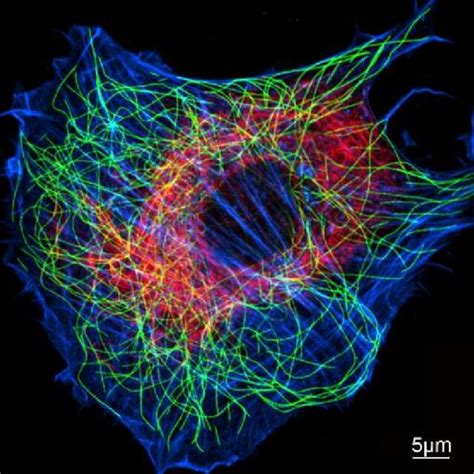 1 Microscopy Image Of Cytoskeleton Components Labeled With Fluorescent