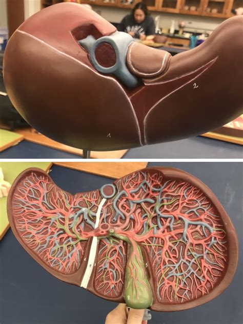 Liver Model Diagram Quizlet