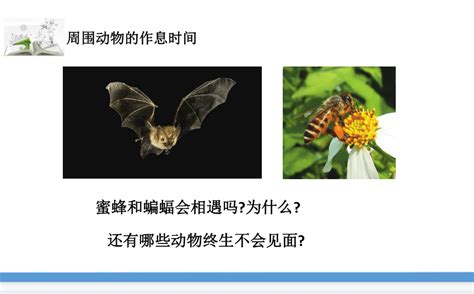 苏教版2017版科学五年级下册11昼夜对动物的影响 课件共24张ppt 21世纪教育网