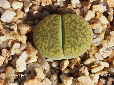 Cultivars Gallery Lithops