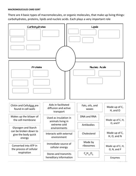 Macromolecules Card Sort Worksheet
