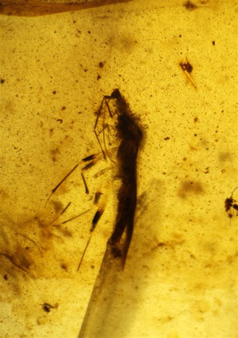 Insect Fossils Archives Bioquipbugs