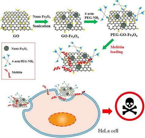Schematic Diagram Of The Preparation Of Peg Go Fe3o4 Melittin Loading Download Scientific