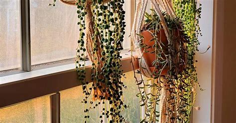 I Thought You Guys Might Appreciate My Strings Of Pearls And String Of