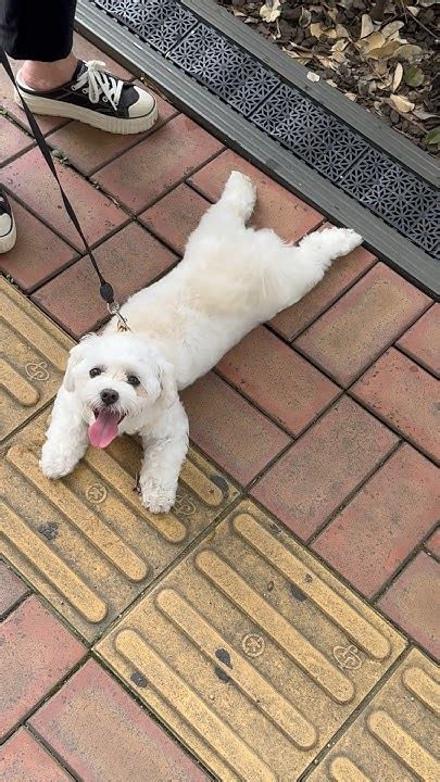 여름은 너무 더워 Youtube