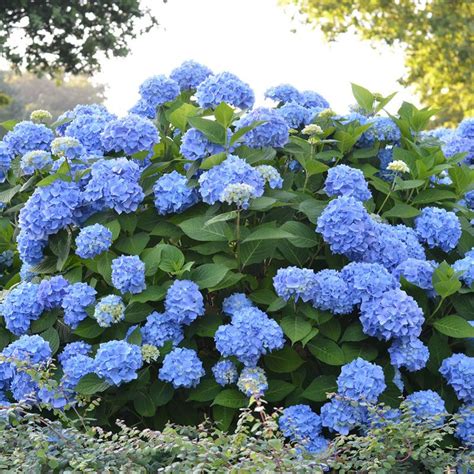Hydrangea Tree Care Plant Addicts