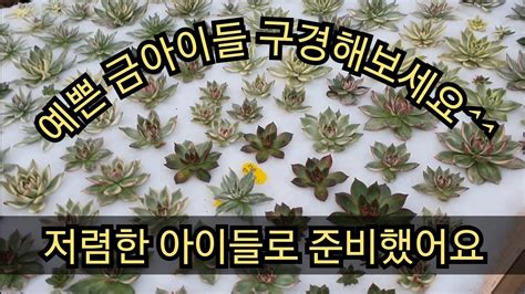 10월 5일 예쁘고 저렴한 금 아이들 보여드려요~ 다육 다육이 다육식물 다육이키우기 다육이금 금다육 금다육이 마리아금 Youtube