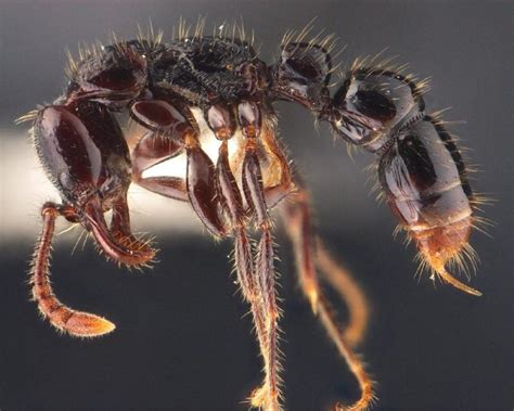 Bangkok Post New Ant Species Discovered