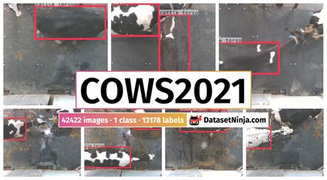Cows2021 Dataset Ninja
