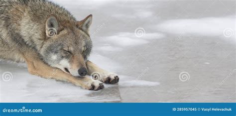 Gray Wolf Sleeping In Snow In Spring Stock Image Image Of Danger