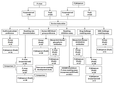 2 Flow Chart Showing The Experiments Conducted In This Research Project Download Scientific