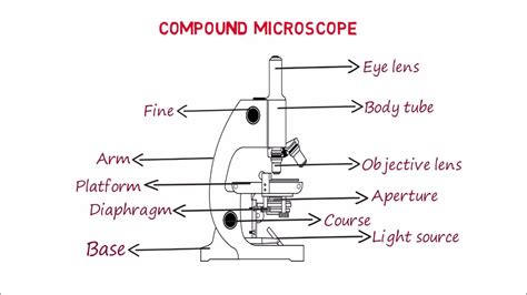 Compound Microscope Youtube